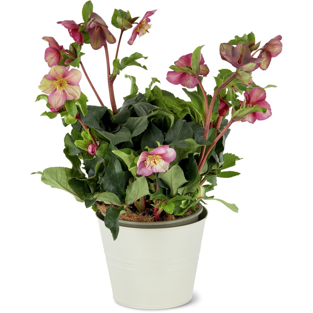 Helleborus · Mix 19 cm • Migros