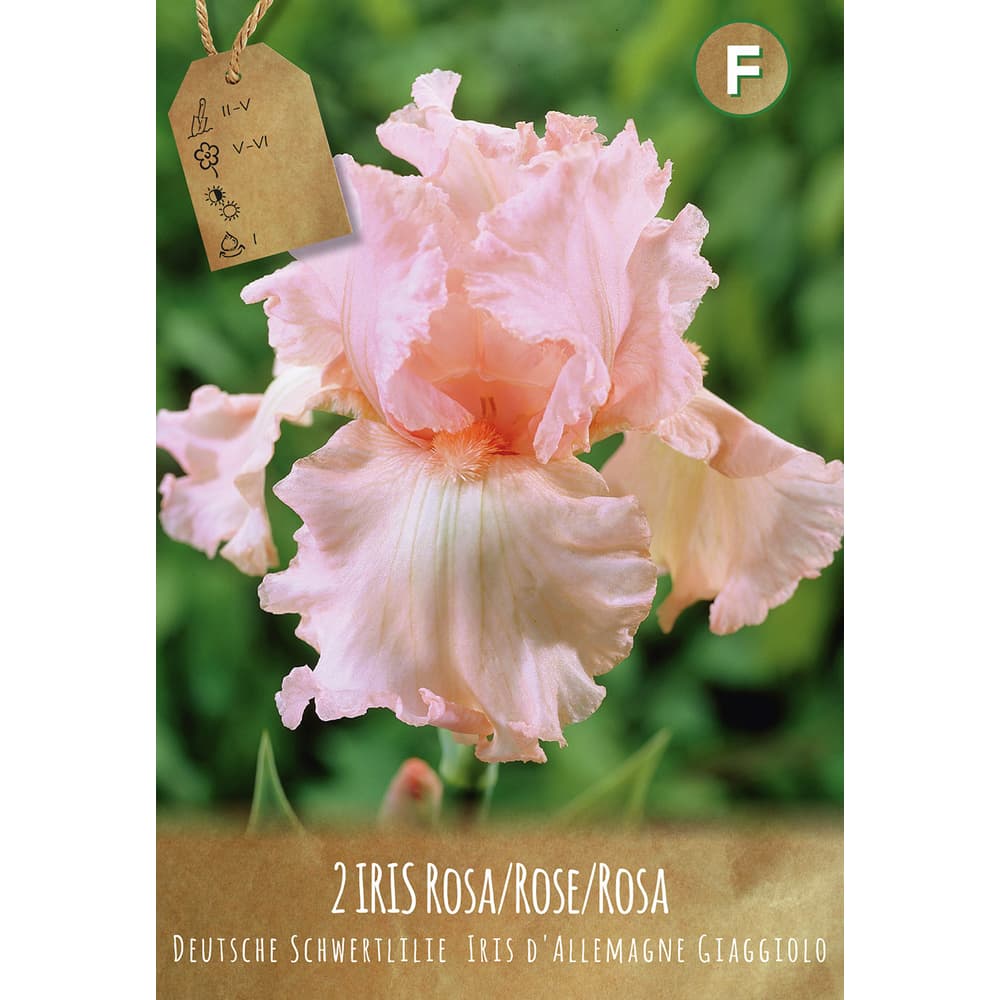 IRIS GERMANICA ROSA • Migros