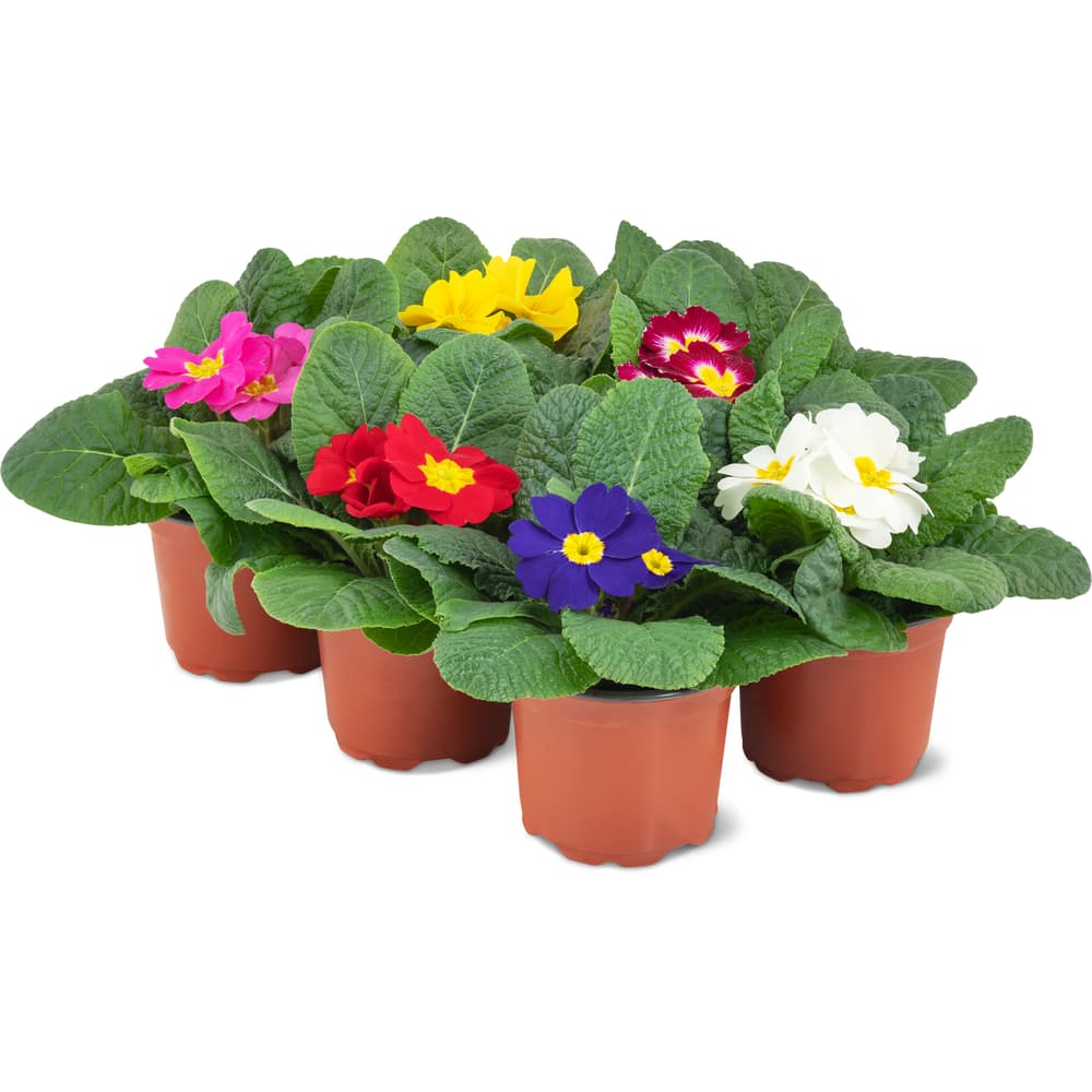 Primula Set · Aus der Region, 9cm • Migros