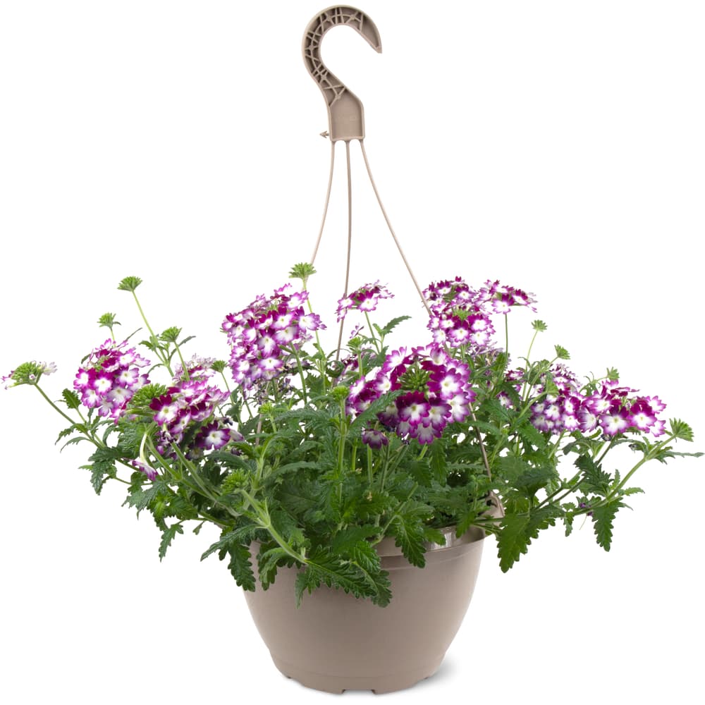Verbena Ampel 24cm • Migros