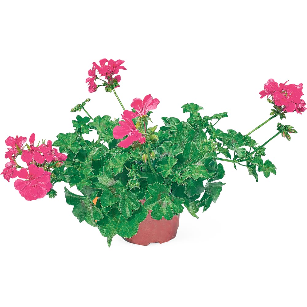 Geranium hängen 14cm • Migros