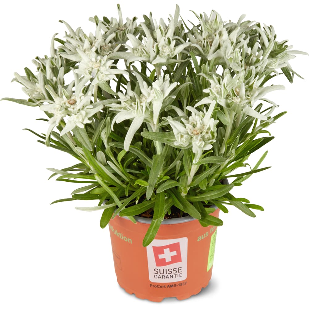 AdR Edelweiss 13cm • Migros