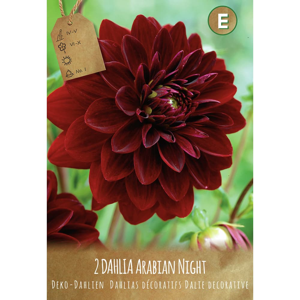 Do It + Garden · Dalia Arabian night, 3 pezzi • Migros