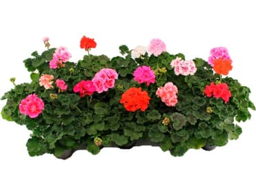 Geranio Pelargonium Ø10.5cm Pianta da fiore - comprare da Do it ...