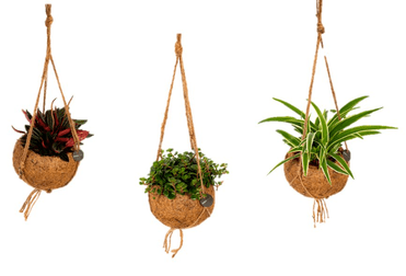 Kokodama Green Smit Collection, (set di 5), Ø 15 cm Pianta verde ...