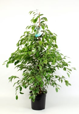 Ficus Benjamina Ø27cm Plante verte - acheter chez Do it + Garden Migros