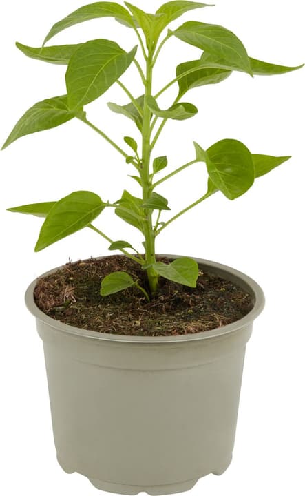 Bio Piment Capsicum anuum Ø12cm Plante potagère - acheter chez Do it ...