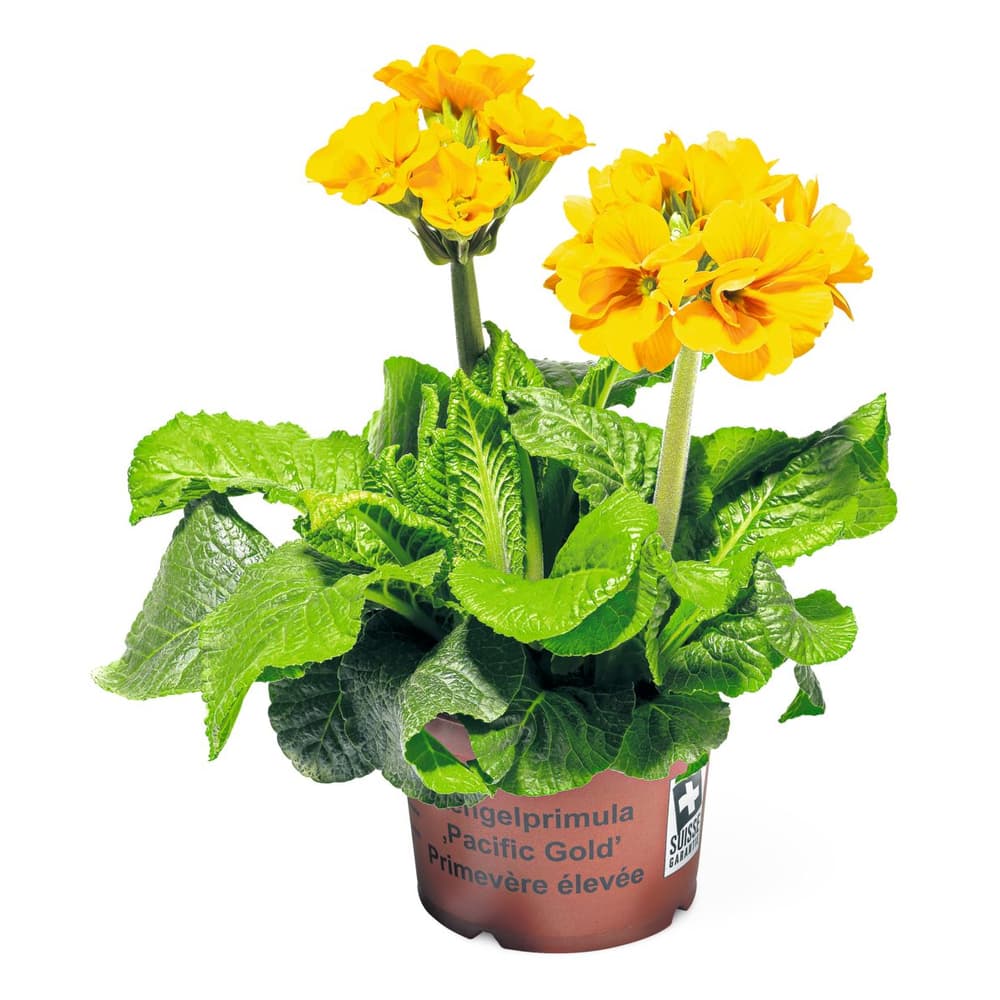 Buy Primeli • Migros