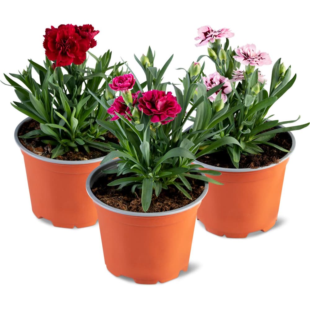 Nelken 11cm • Migros