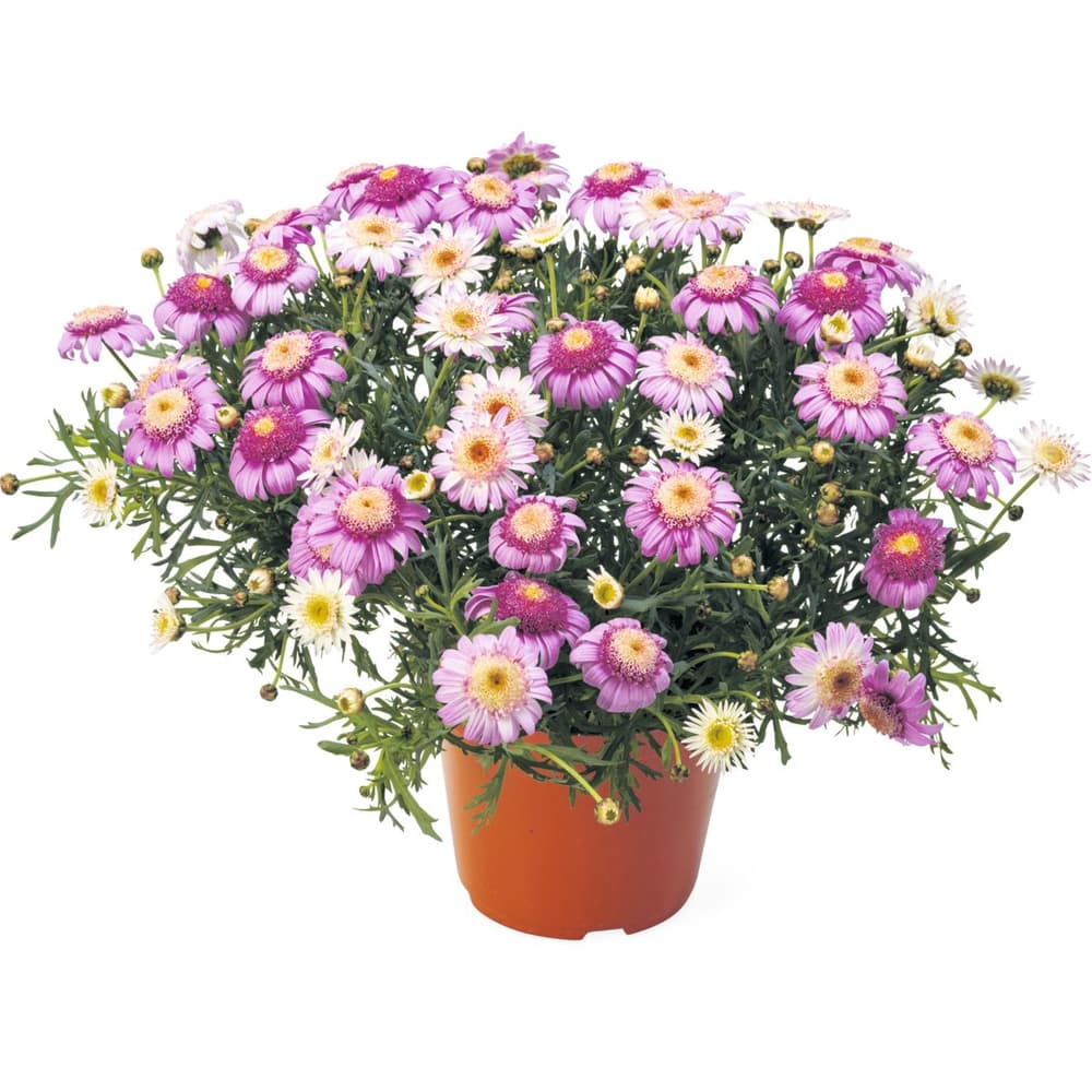 Margherite colorate 14cm • Migros