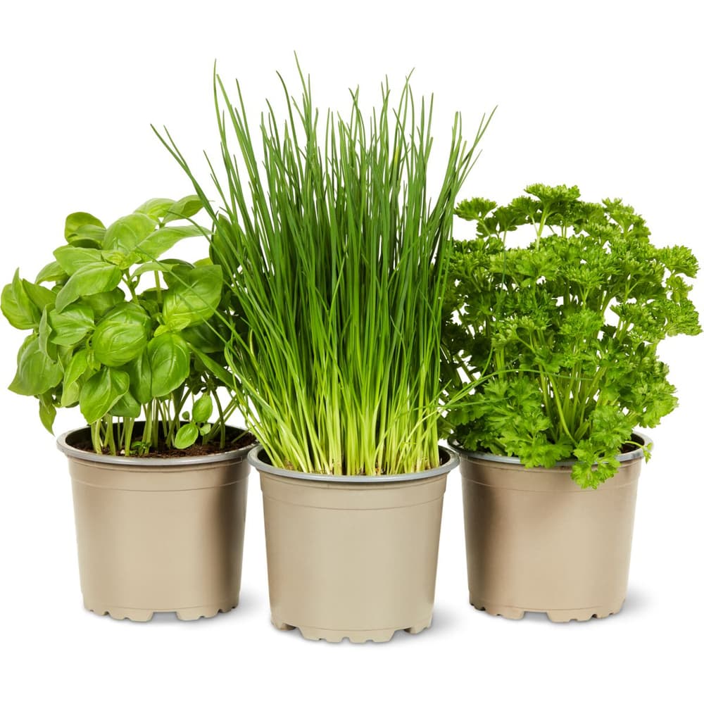 Demeter 3 herbes en pot • Migros Online