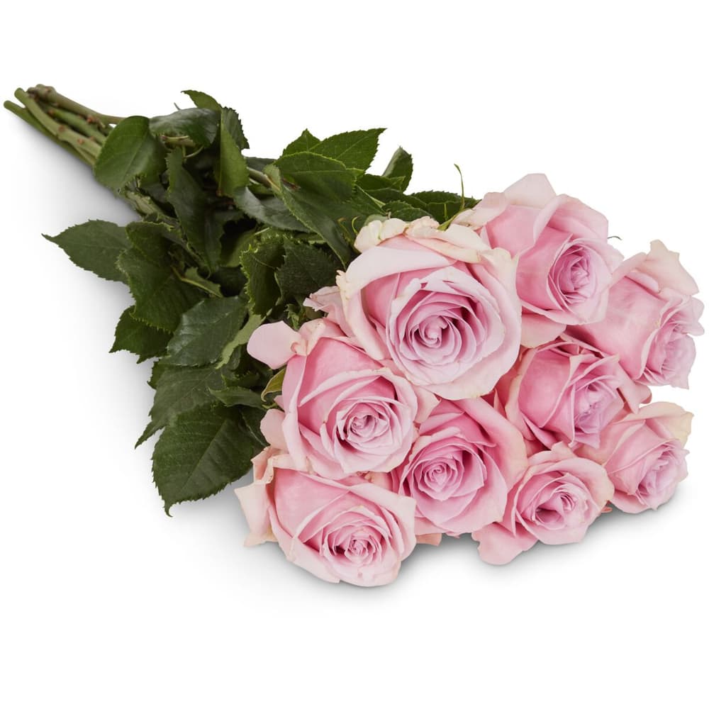 Fairtrade roses nobles rose • Migros