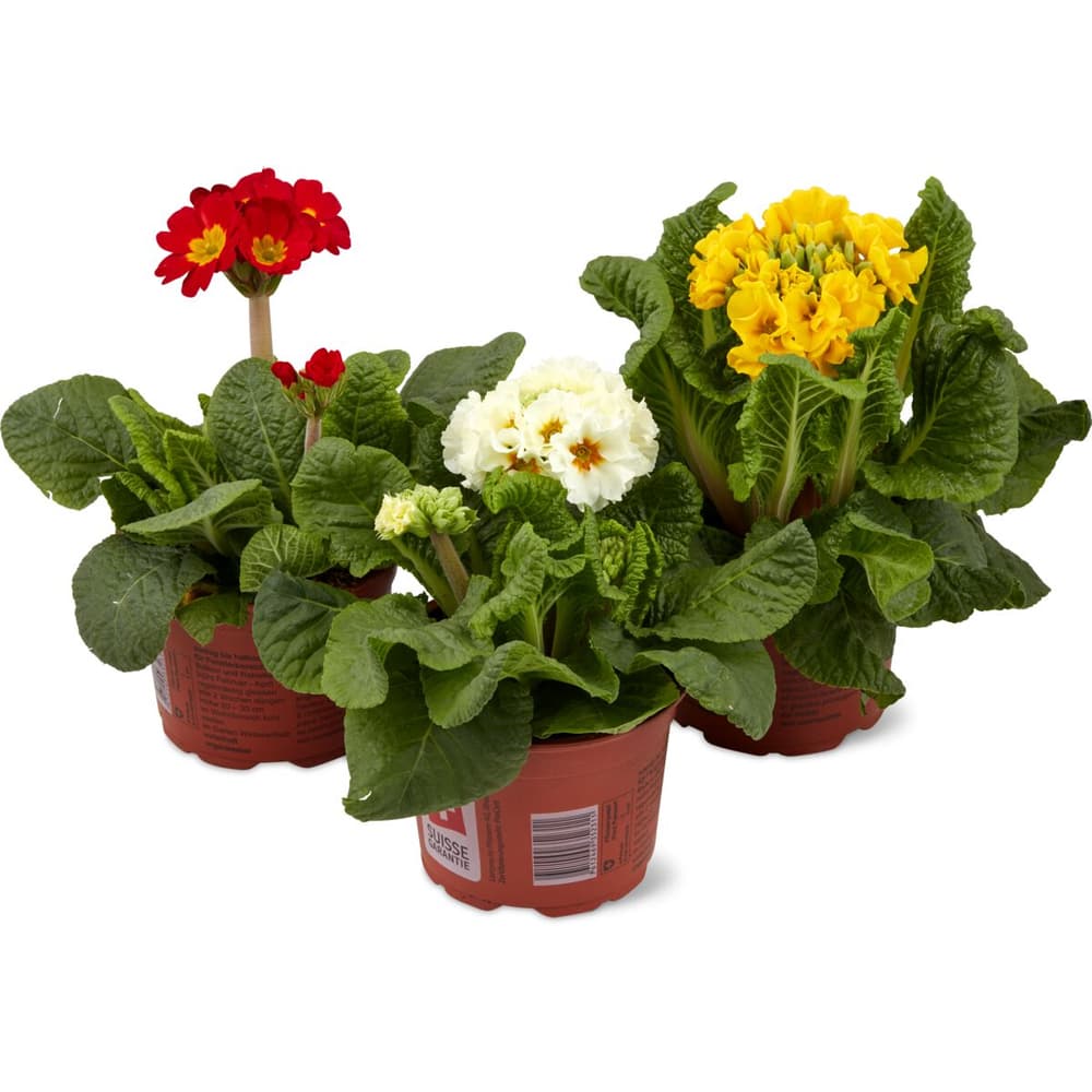 Primula fiore doppio 12cm • Migros