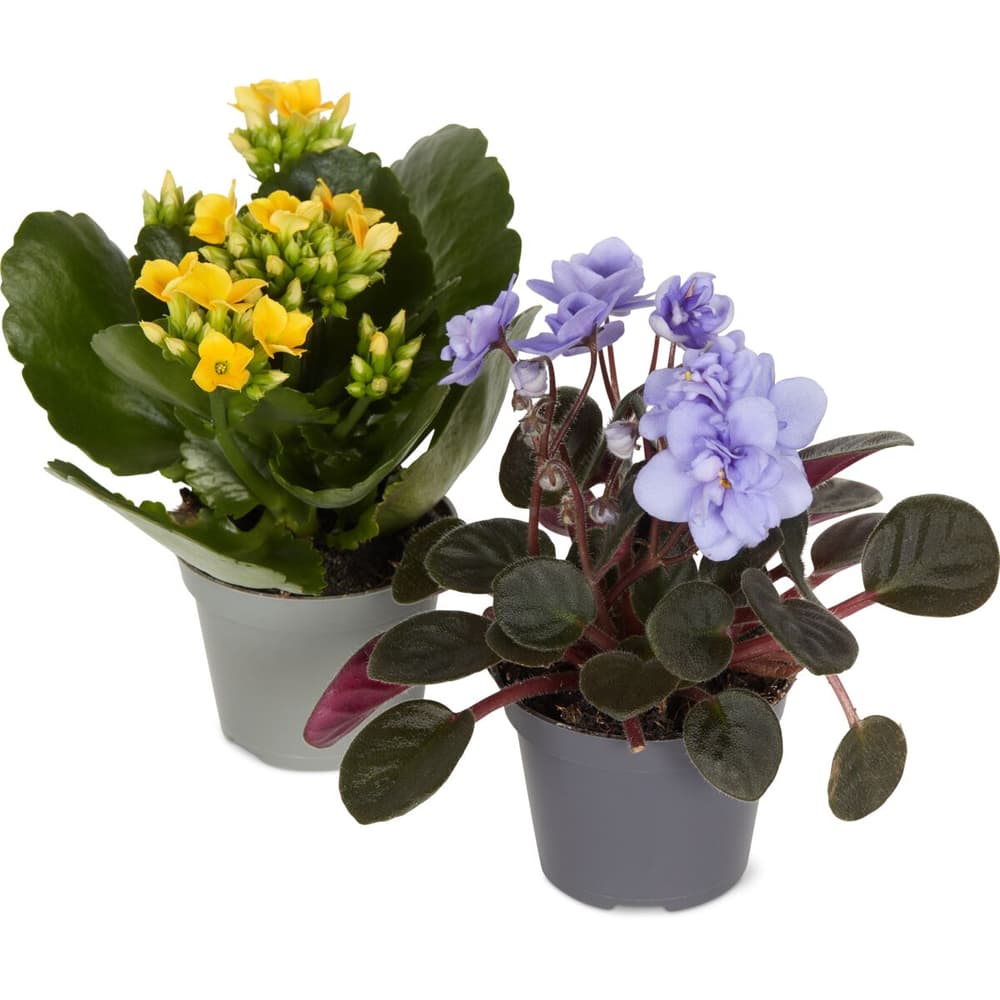Achat Mini Plantes fleuries • Migros