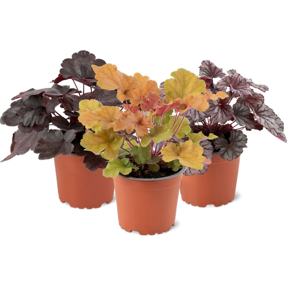 Heuchera Mix 13cm • Migros