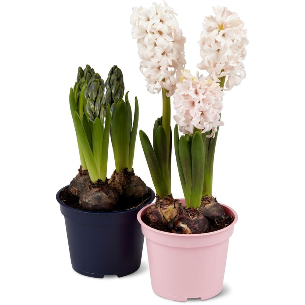 Hyacinthen 3 Pflanzen, Topf Ø 12 cm • Migros