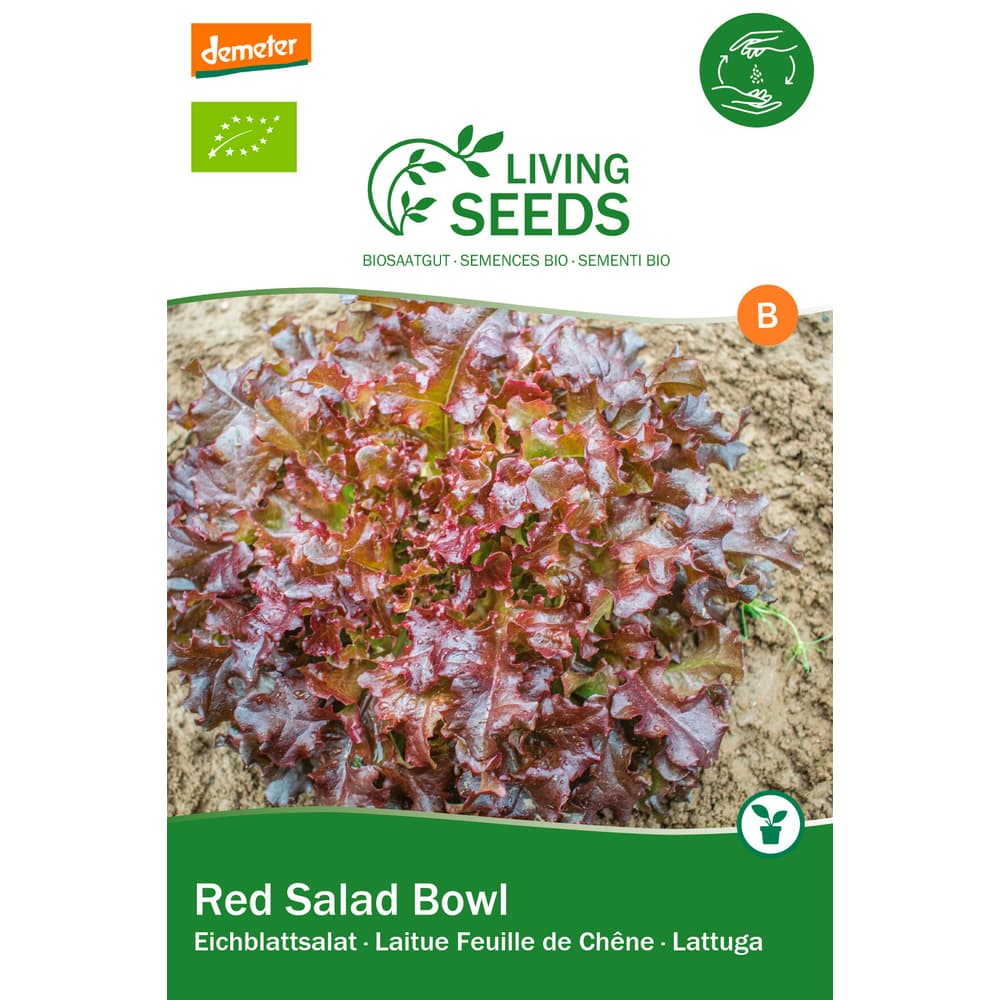 roter Eichblatt Salat, red Salad Bowl • Migros