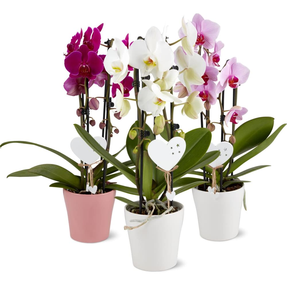 Phala Cascade 12cm • Migros