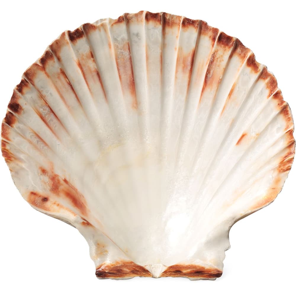 Coquille Saint-Jacques vide • Migros