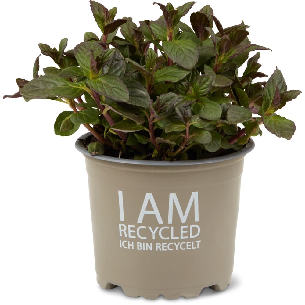 Demeter menthe pot • Migros