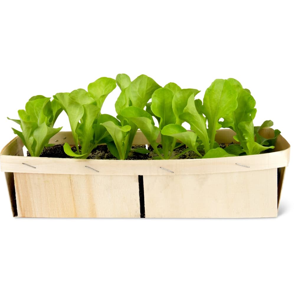 Eichblatt grün • Migros