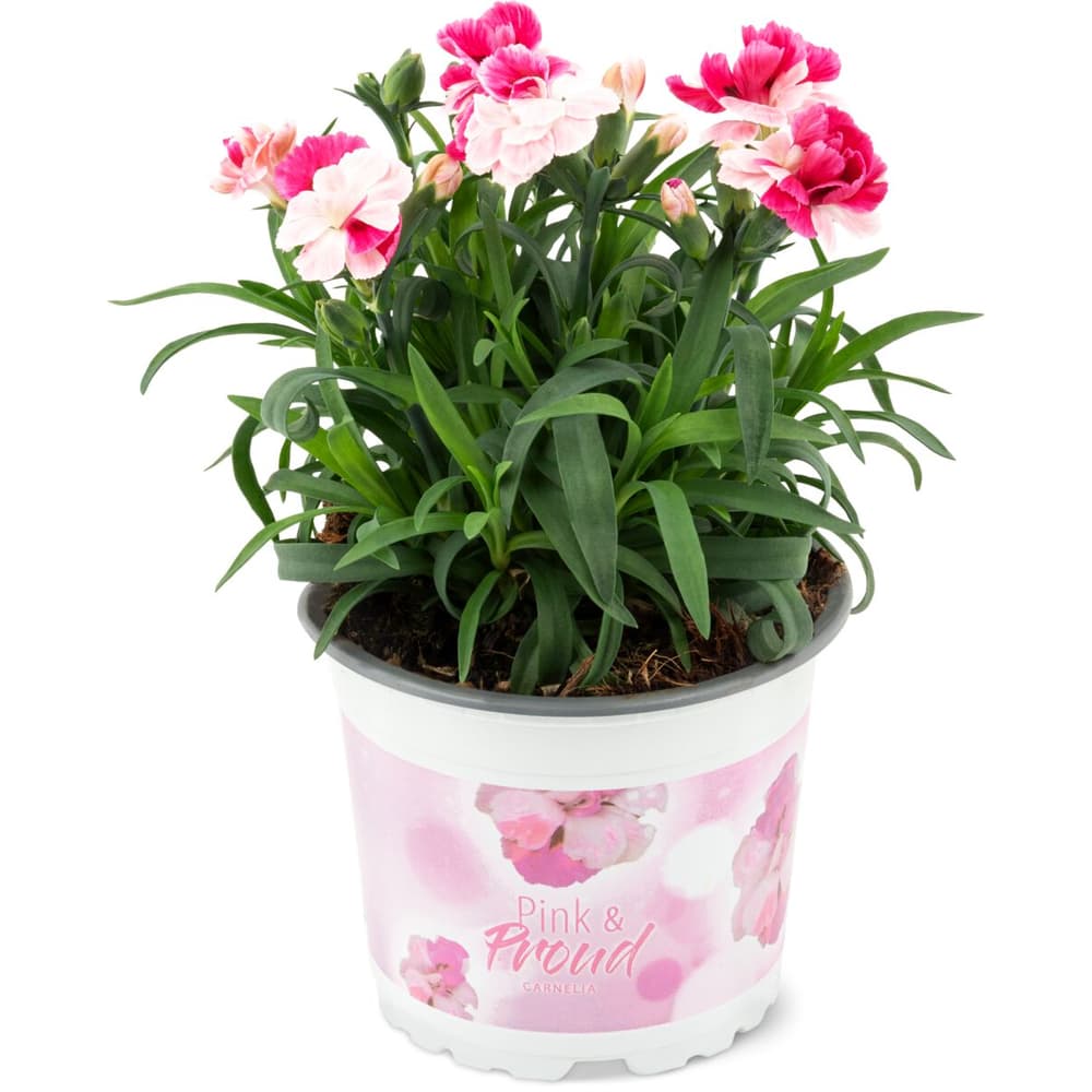 Garofani 13cm • Migros