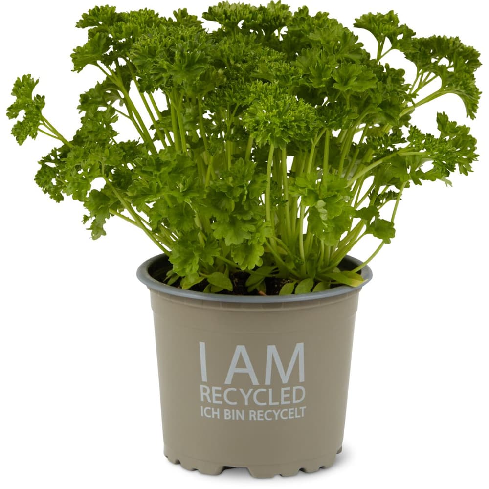 Demeter · Persil · en pot • Migros Online