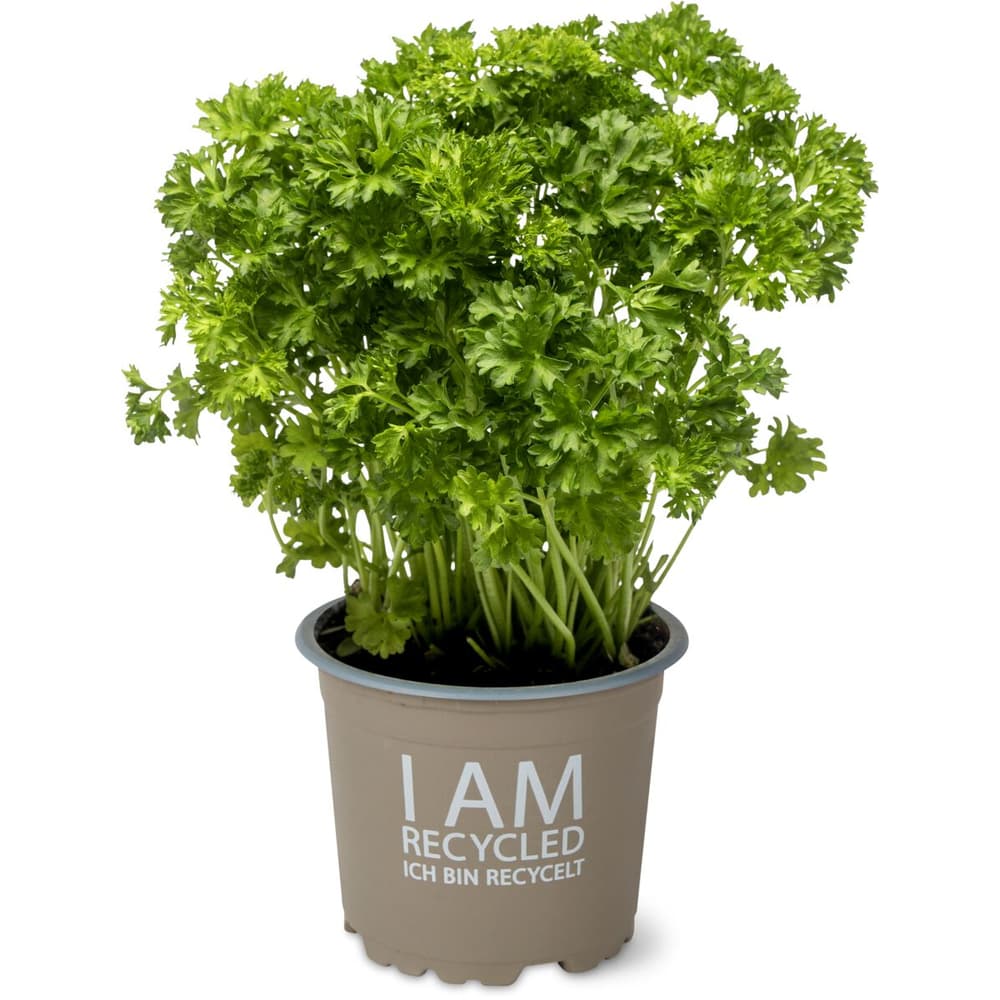 Migros Bio · Persil · en pot • Migros