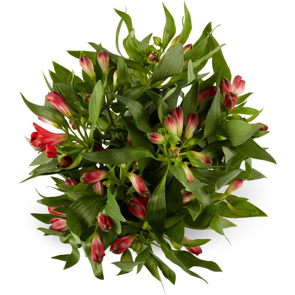 M-Classic Alstromerien, Bund 10 Stück • Migros