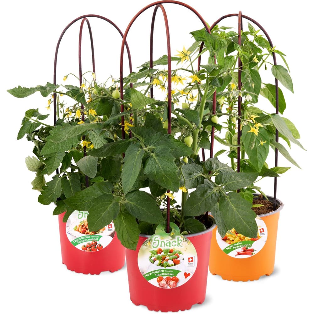 Légumes Snack Mix 13cm • Migros