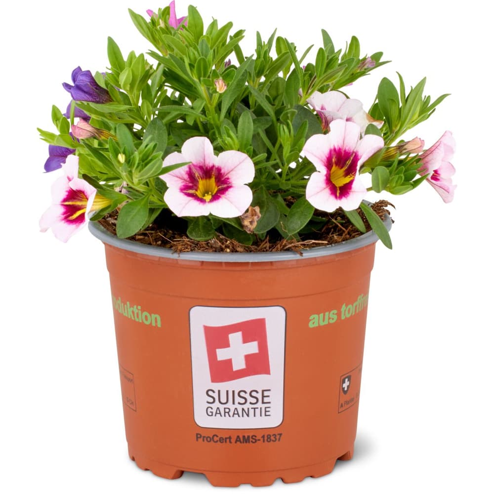 Pétunia retombant arlequin, 12cm • Migros