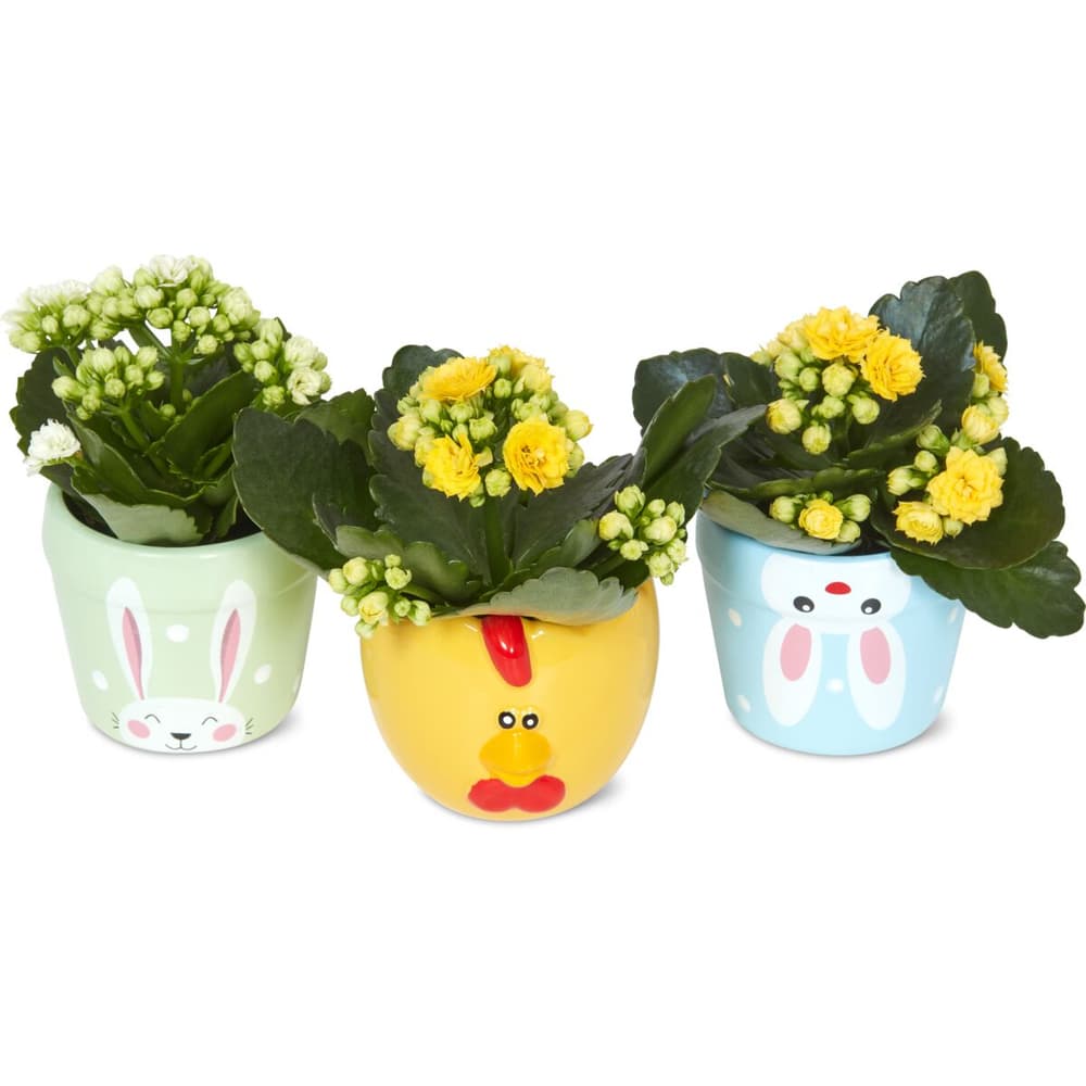 Mini pianta da fiore pasqua • Migros