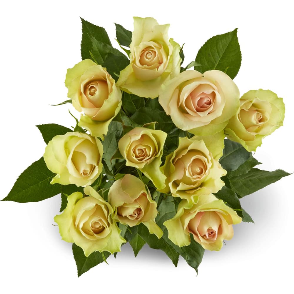 Fairtrade Roses Grande 50cm • Migros