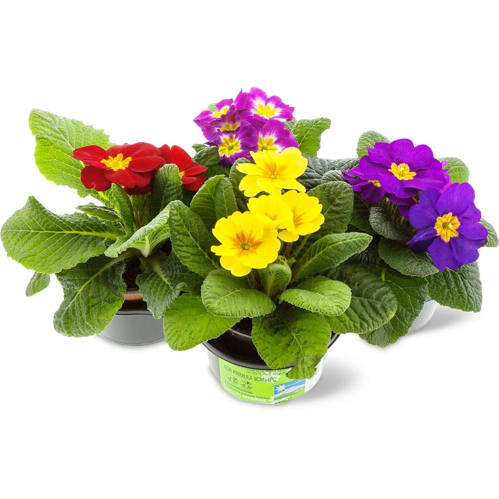 Primeli 9cm • Migros