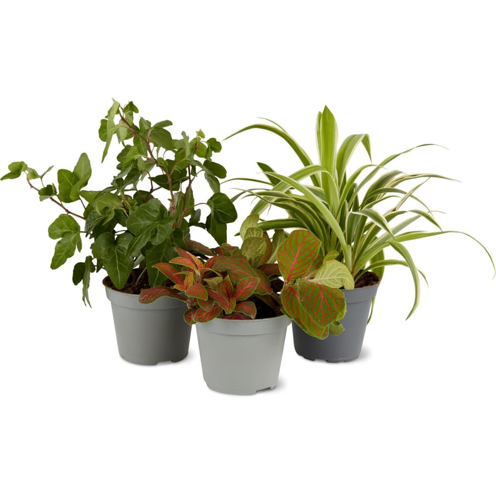 Mini pianta verde 6cm • Migros