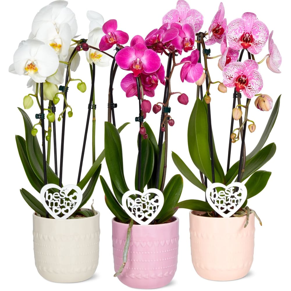 Phalaenopsis 12cm • Migros