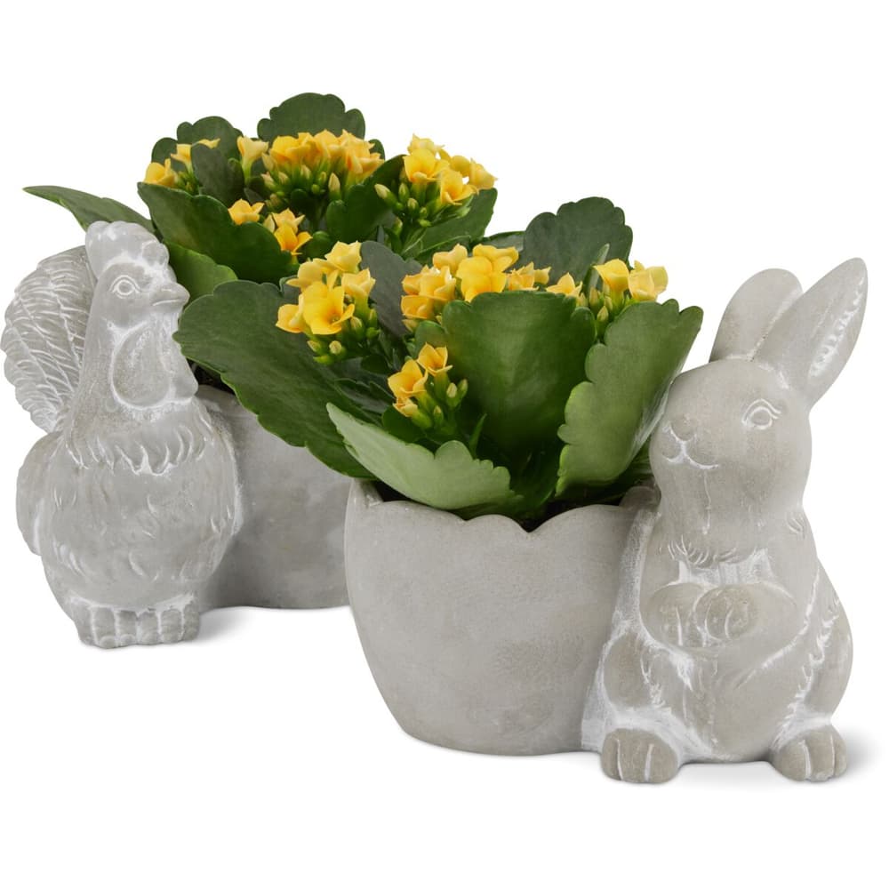 Mini pianta da fiore pasqua • Migros