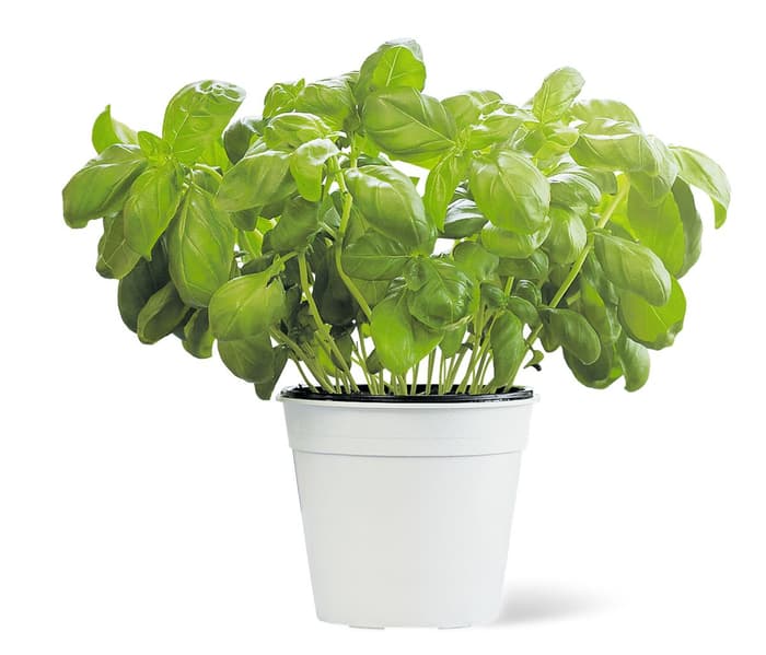 Produktkauf Frische Kräuter & Gewürze • Migros